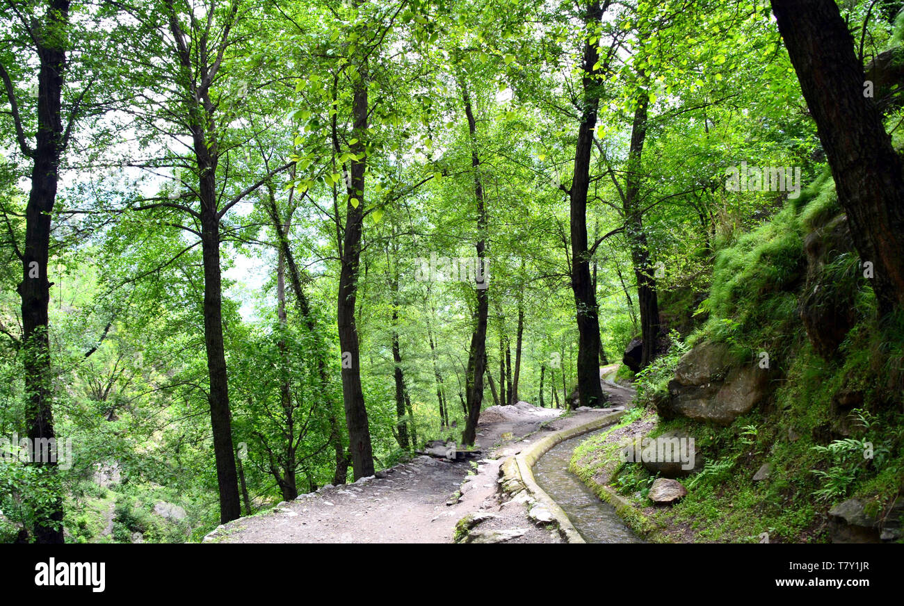Lush green tress hi-res stock photography and images - Alamy
