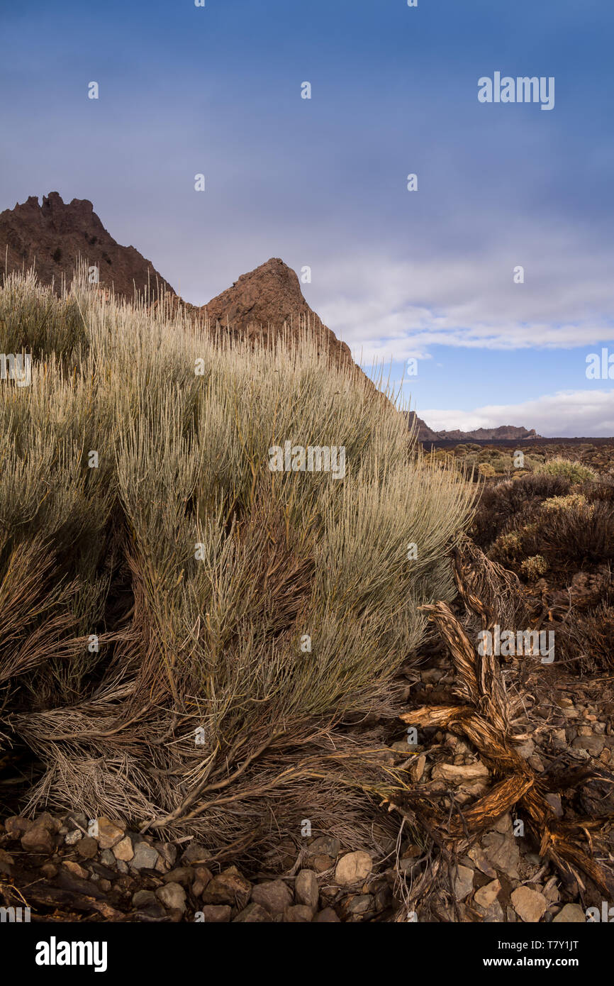 Generic vegetation, growing in the tuf in the Teide National park in ...
