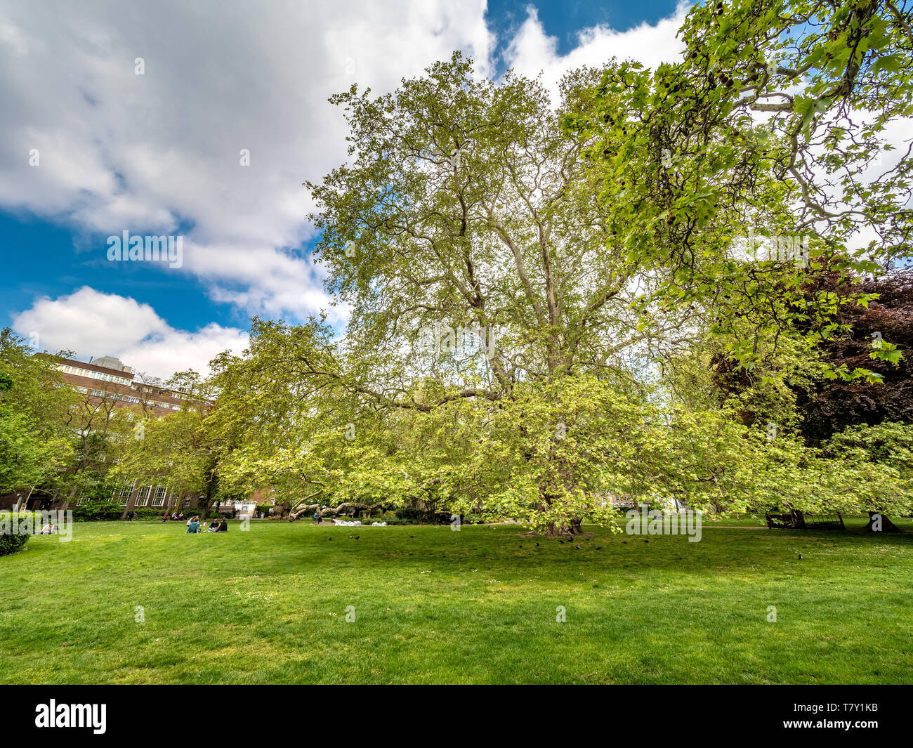 The Brunswick Plane (Platanus x acerifolia) is one of the original ...