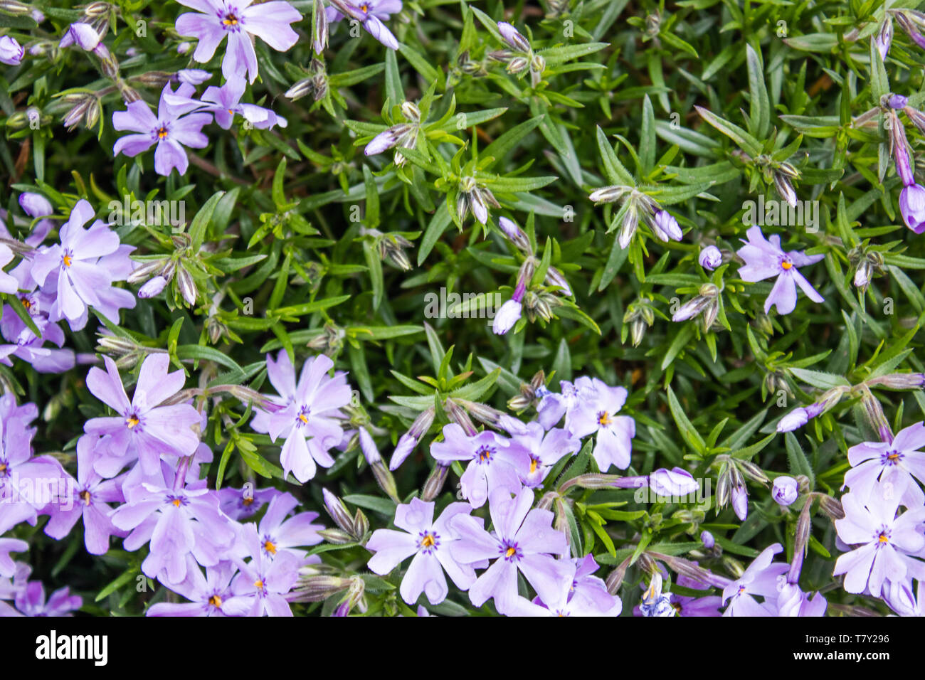 Small dark blue flowers are blooming spring in the garden Stock Photo ...