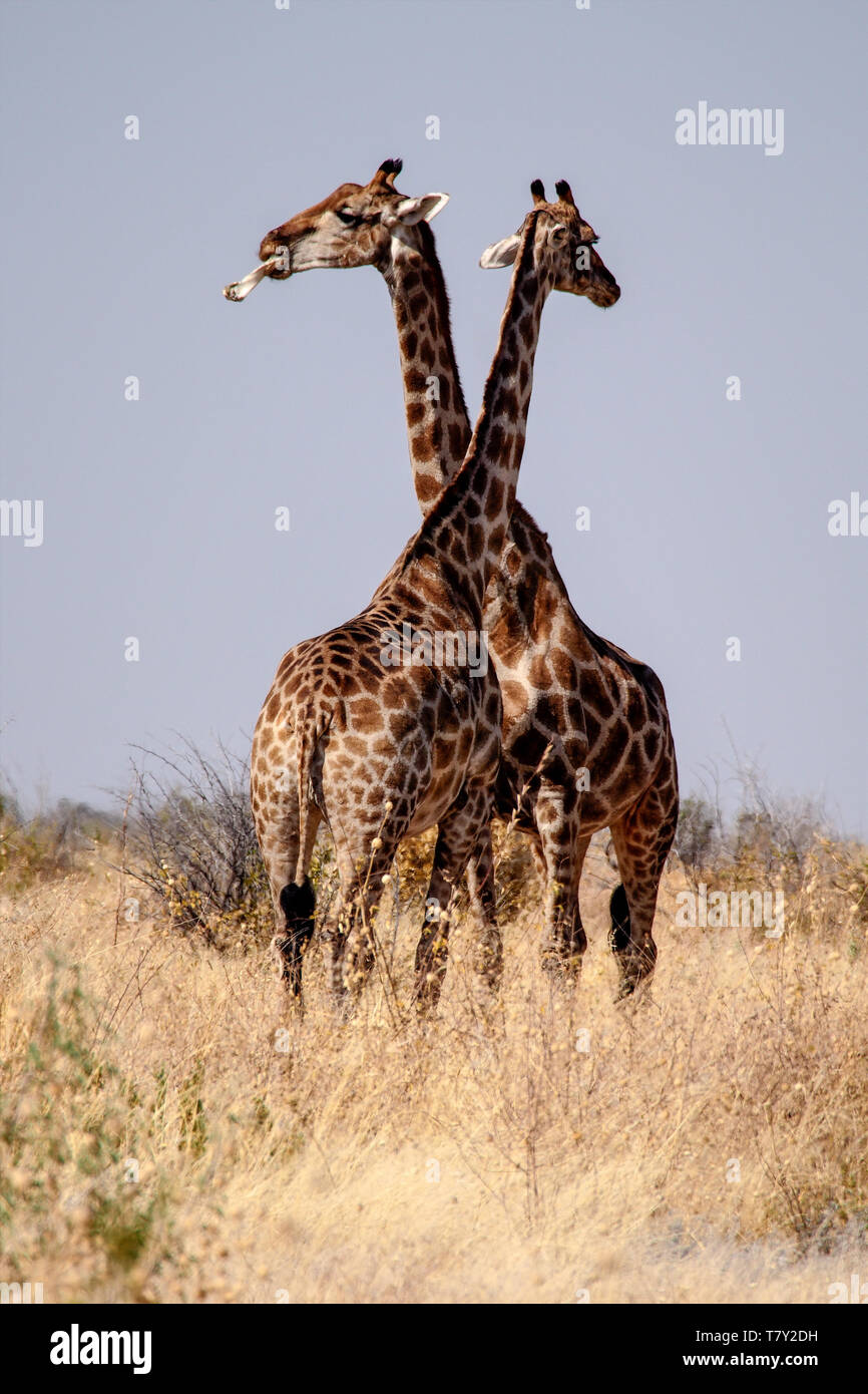 Giraffes, Giraffa camelopardalis walking over the plains of Etosha ...