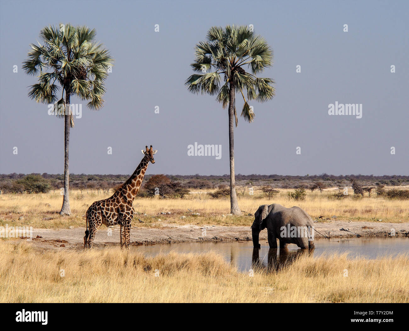 Giraffes, Giraffa camelopardalis walking over the plains of Etosha ...