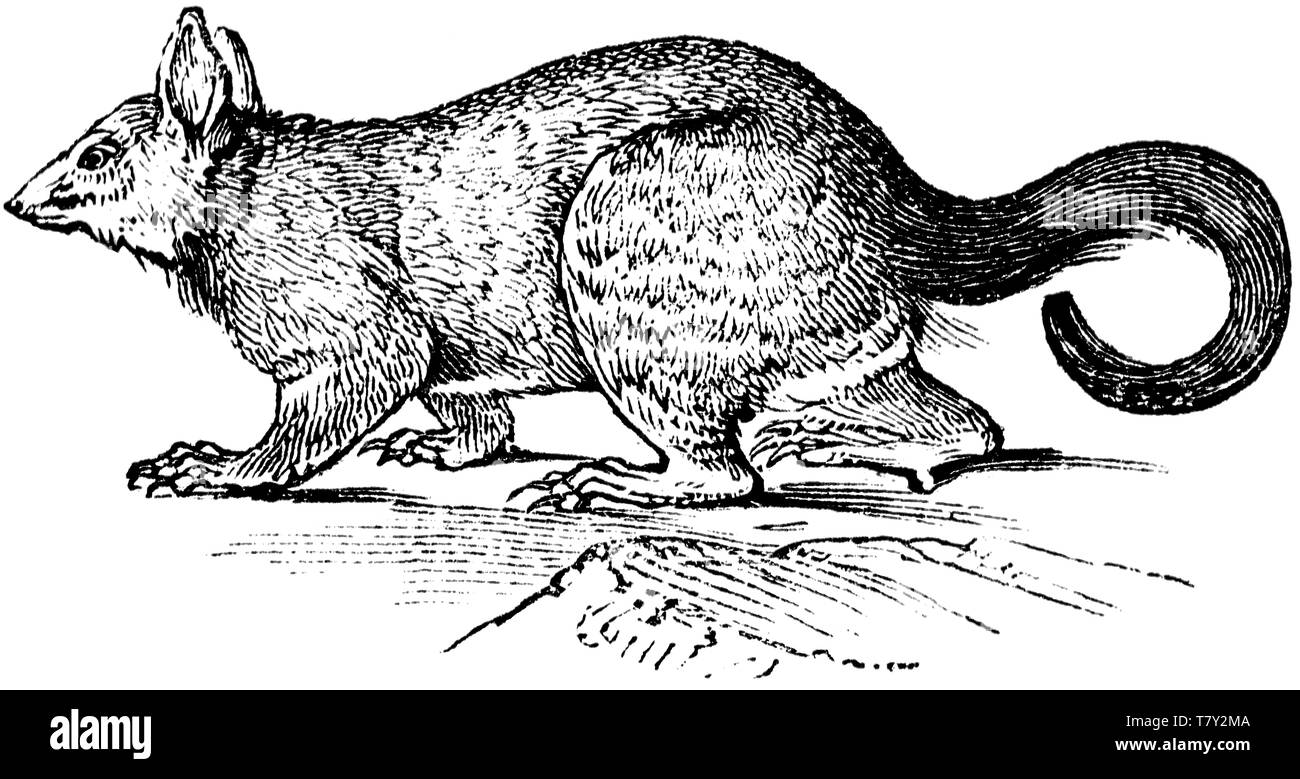 Woodlark illustration hi-res stock photography and images - Alamy