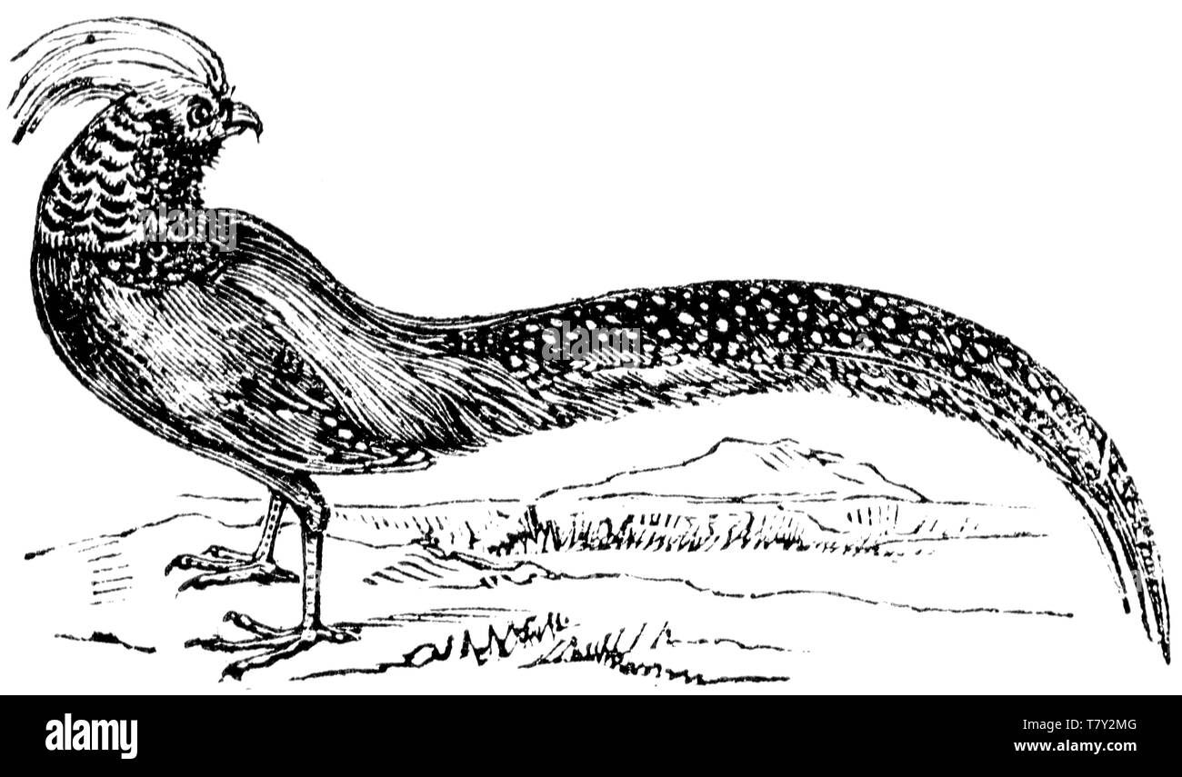 Line drawing pheasant hi-res stock photography and images - Alamy