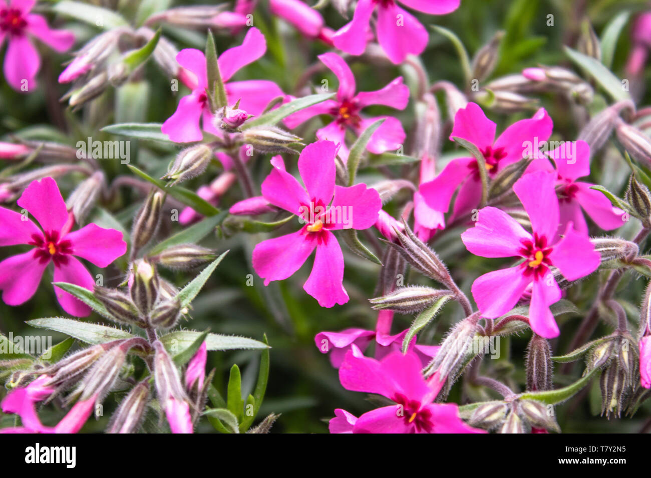 Pink little flowers closeup grows in an outdoor garden Stock Photo - Alamy