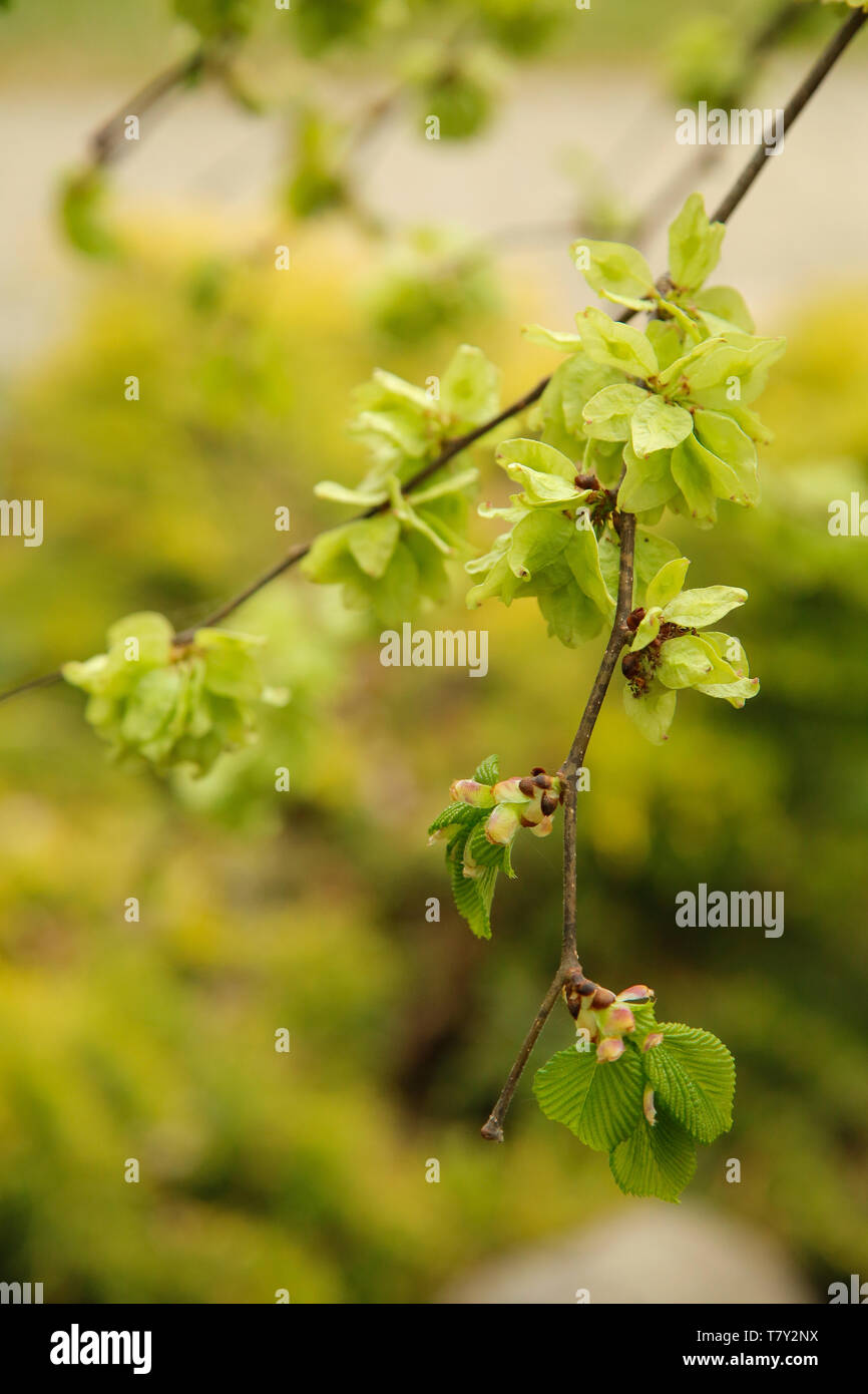 Umbrella prominent tree hi-res stock photography and images - Alamy