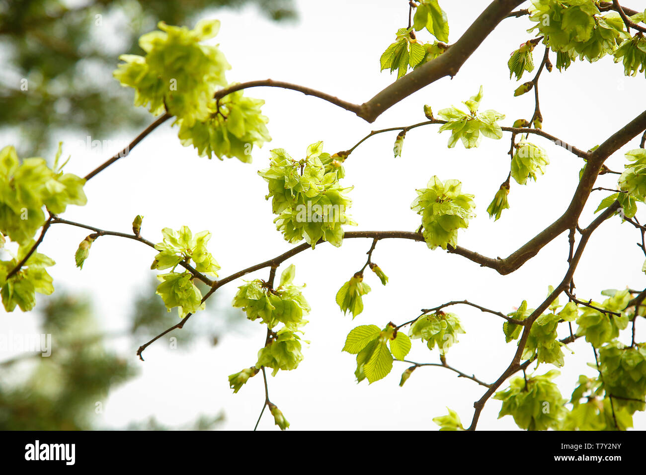 Camperdown Elm Tree For Sale at Travis Castro blog