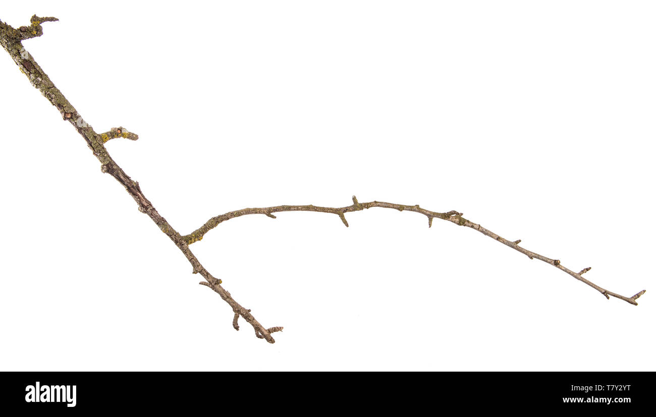 part of a dry branch of a dead pear tree. isolated on white Stock Photo ...