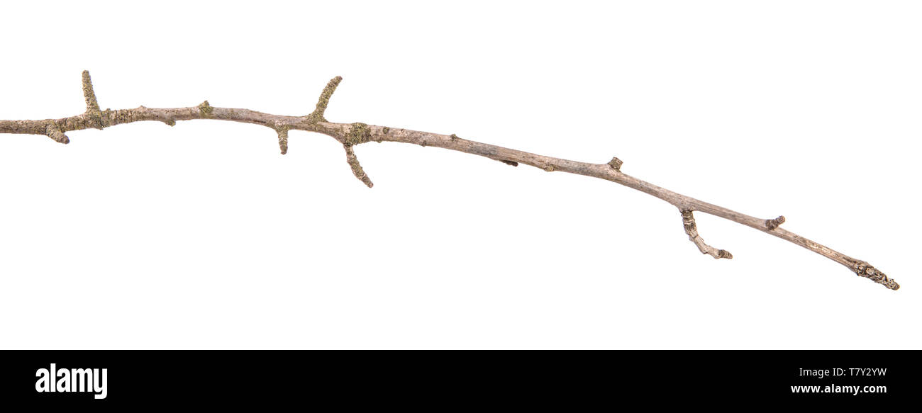 part of a dry branch of a dead pear tree. isolated on white Stock Photo ...