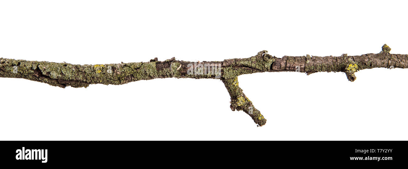 part of a dry branch of a dead pear tree. isolated on white Stock Photo ...