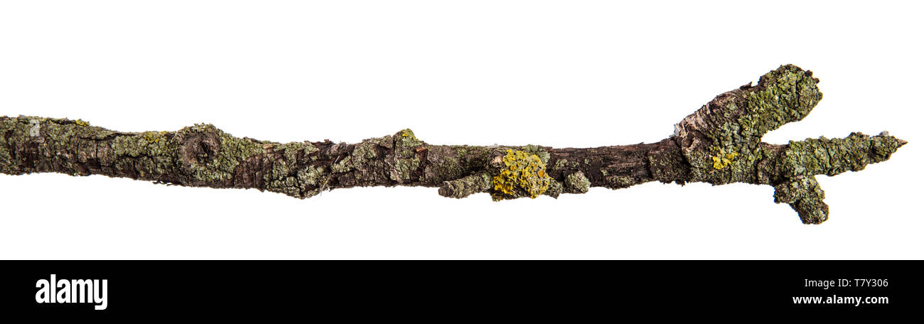 part of a dry branch of a dead pear tree. isolated on white Stock Photo ...