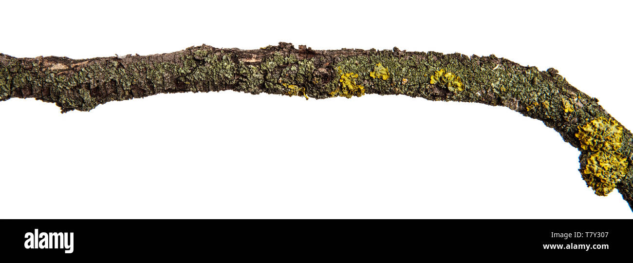 part of a dry branch of a dead pear tree. isolated on white Stock Photo ...