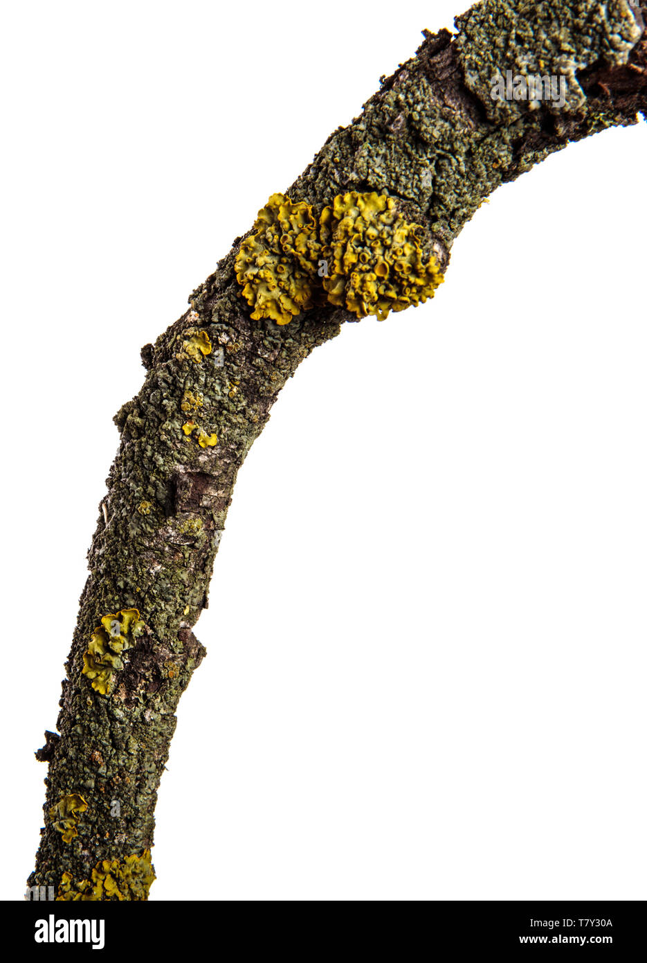 part of a dry branch of a dead pear tree. isolated on white Stock Photo ...