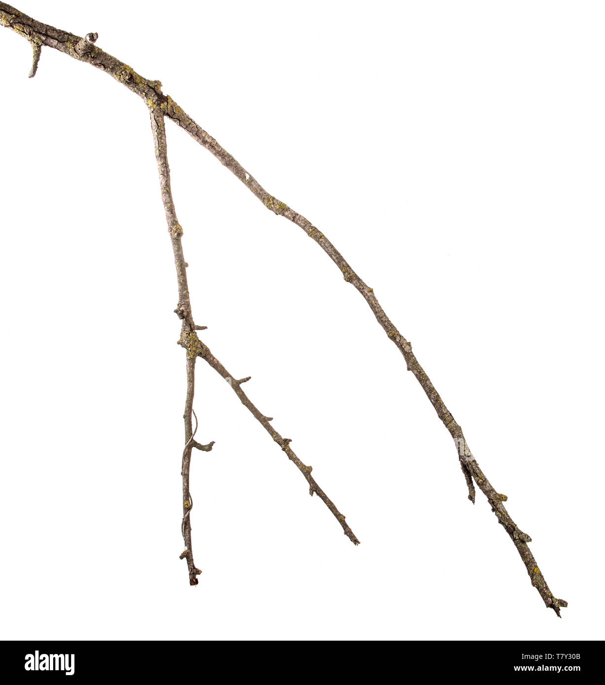 part of a dry branch of a dead pear tree. isolated on white Stock Photo ...
