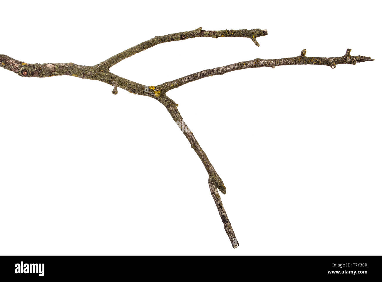 part of a dry branch of a dead pear tree. isolated on white Stock Photo ...