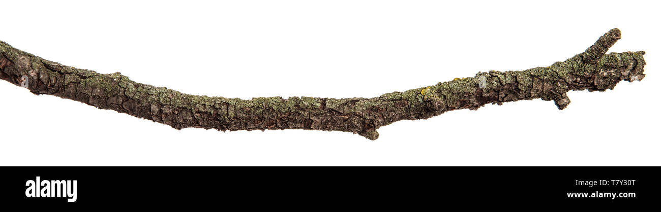 part of a dry branch of a dead pear tree. isolated on white Stock Photo ...