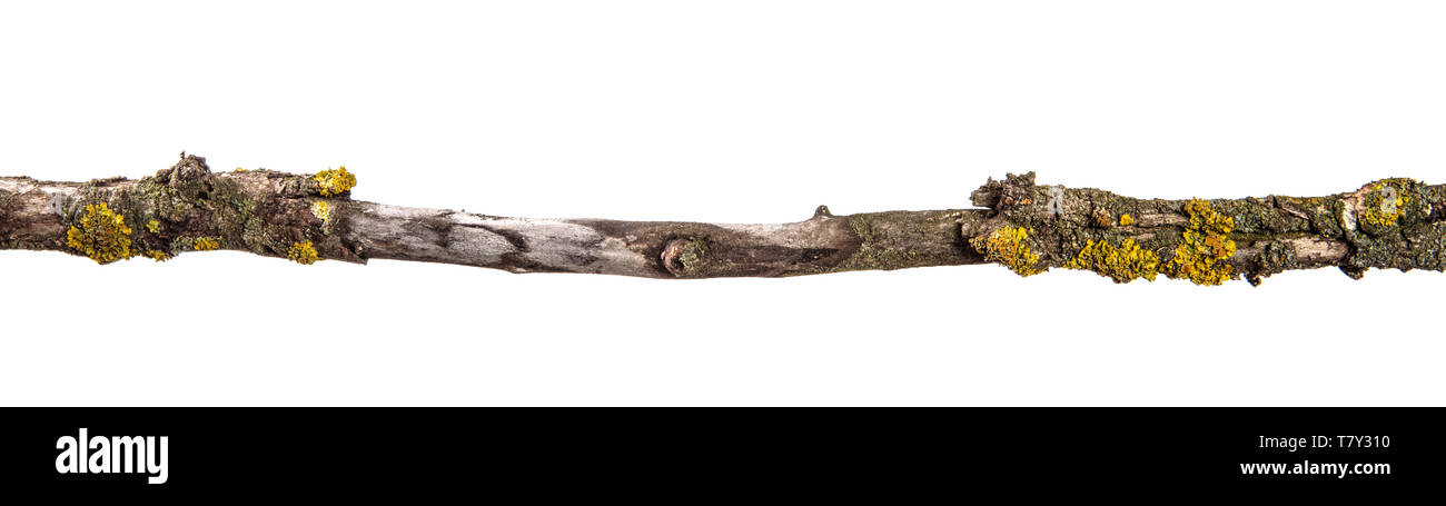 part of a dry branch of a dead pear tree. isolated on white Stock Photo ...