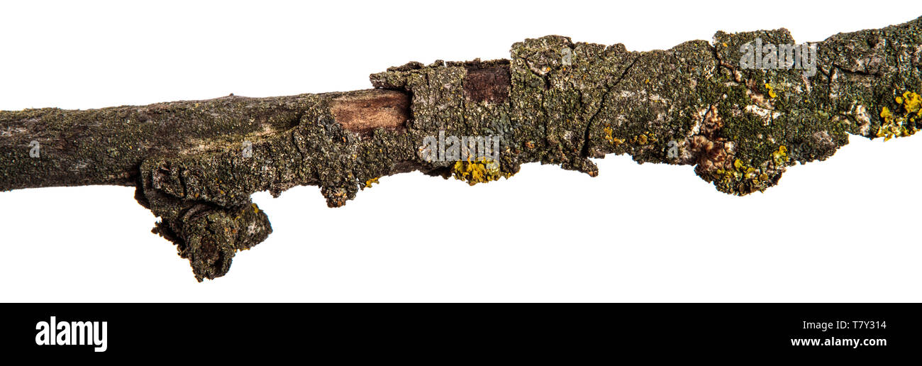 part of a dry branch of a dead pear tree. isolated on white Stock Photo ...