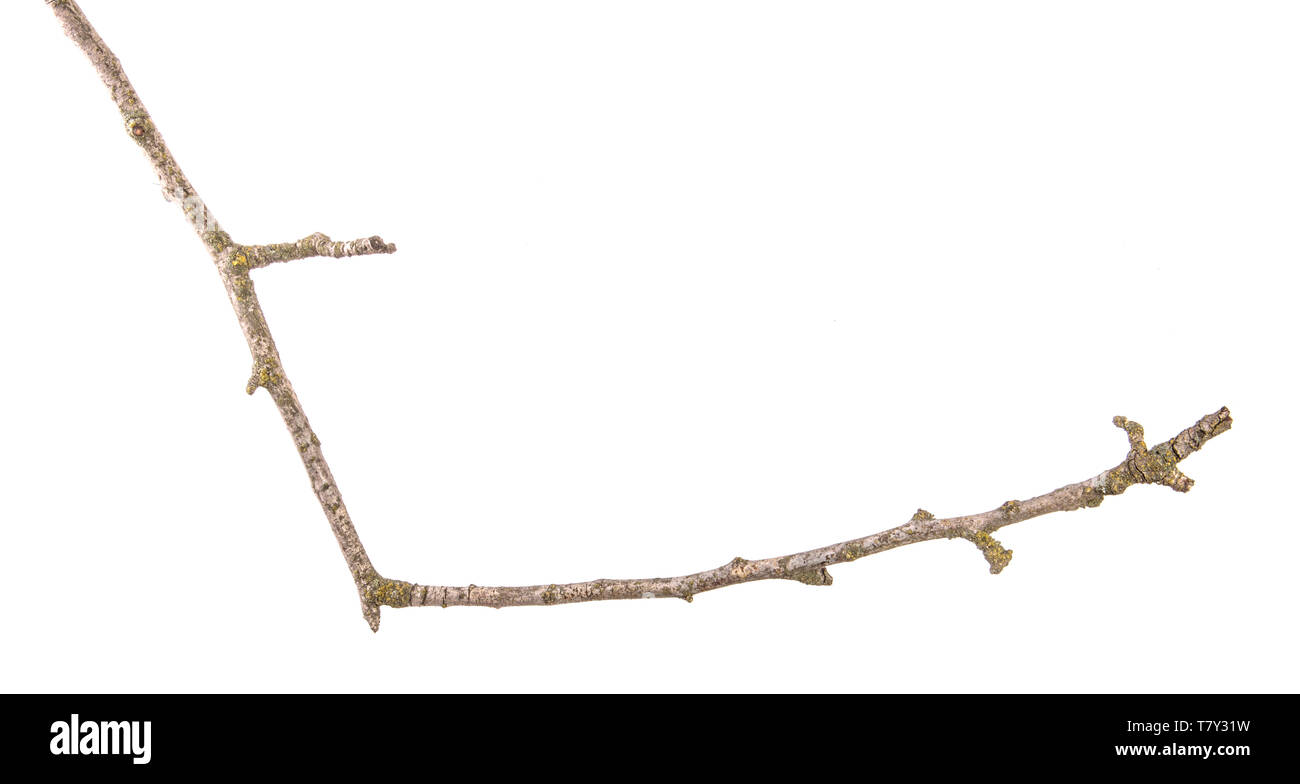 part of a dry branch of a dead pear tree. isolated on white Stock Photo ...