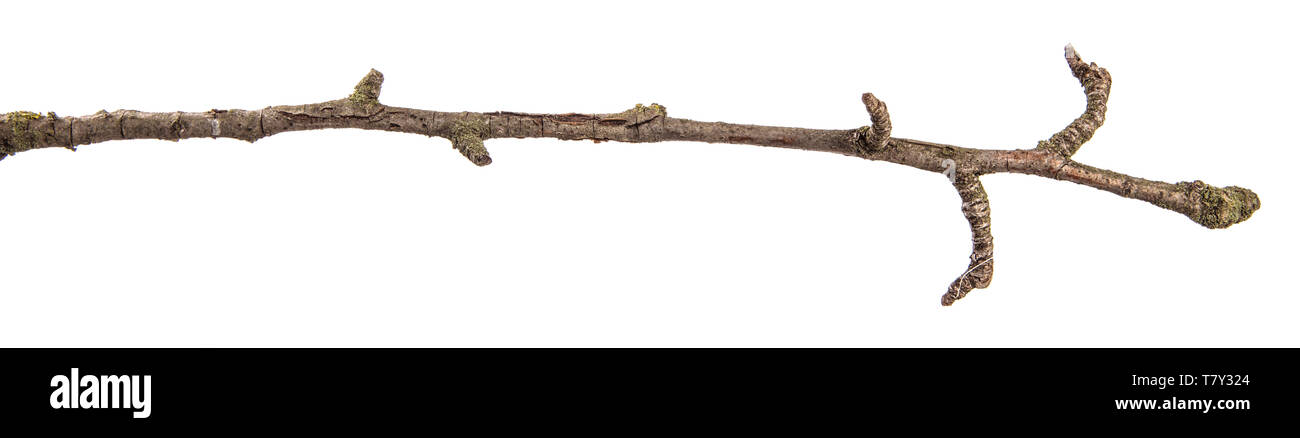 part of a dry branch of a dead pear tree. isolated on white Stock Photo ...