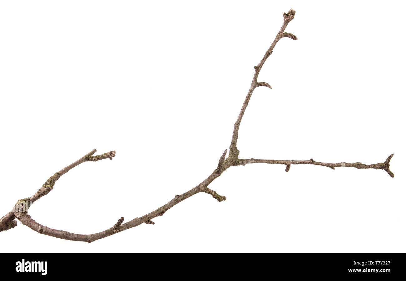 part of a dry branch of a dead pear tree. isolated on white Stock Photo ...