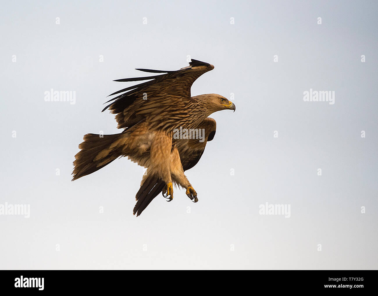 Eagle species hi-res stock photography and images - Alamy