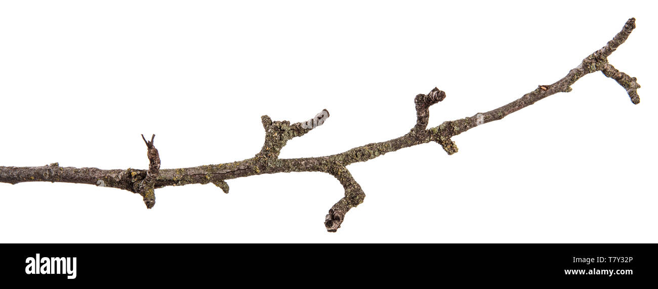 part of a dry branch of a dead pear tree. isolated on white Stock Photo ...