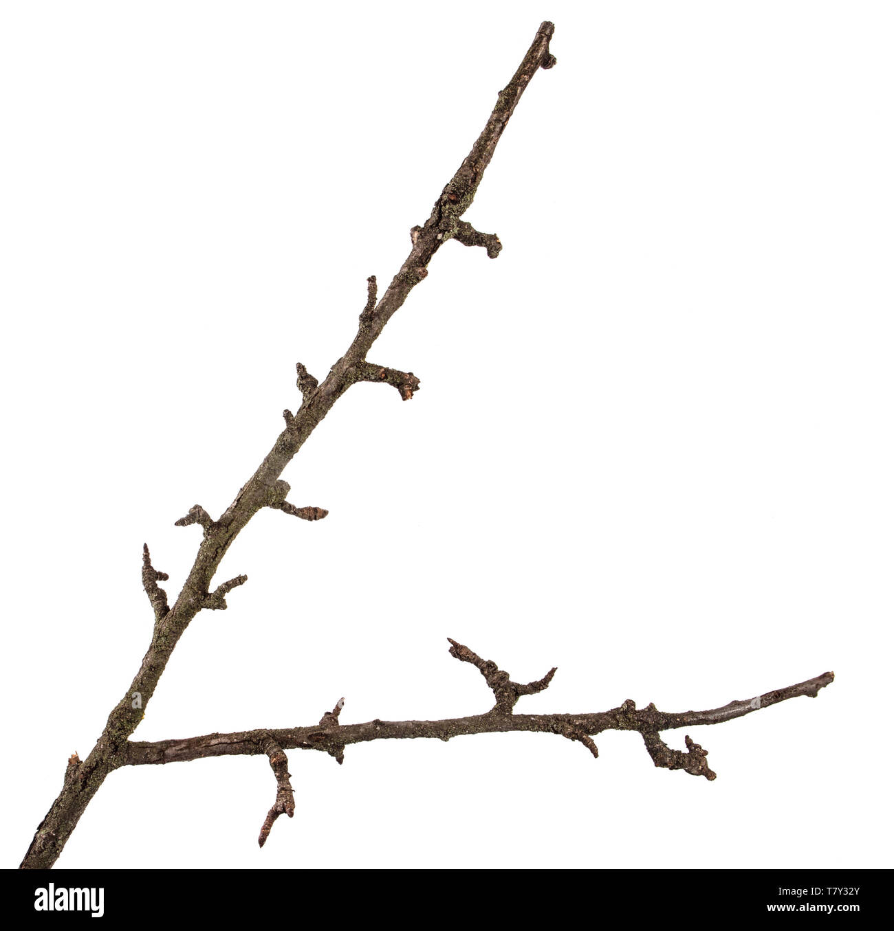 part of a dry branch of a dead pear tree. isolated on white Stock Photo ...