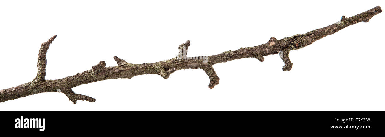 part of a dry branch of a dead pear tree. isolated on white Stock Photo ...