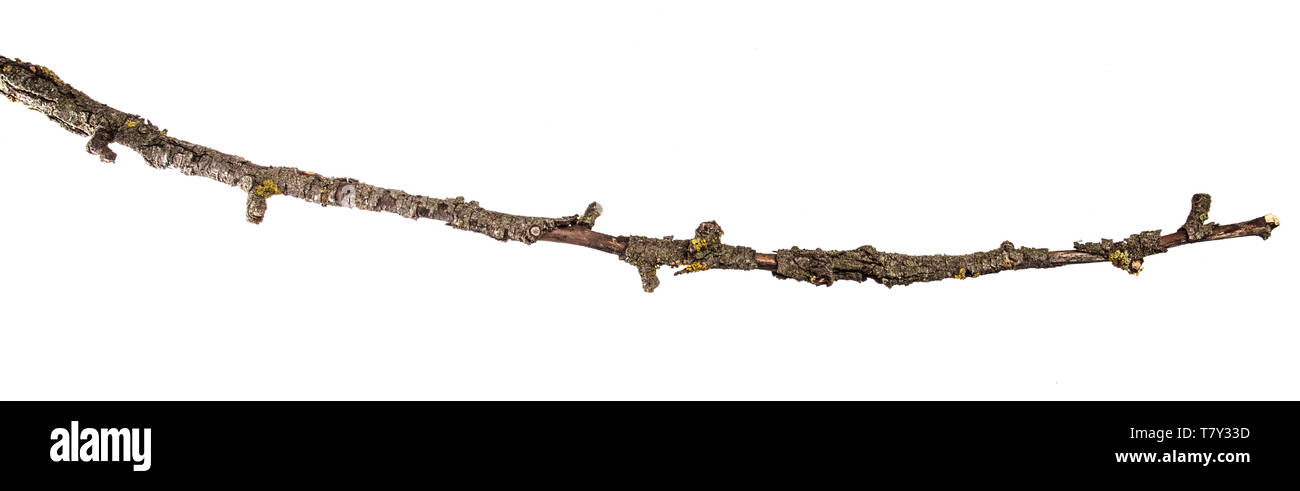 part of a dry branch of a dead pear tree. isolated on white Stock Photo ...