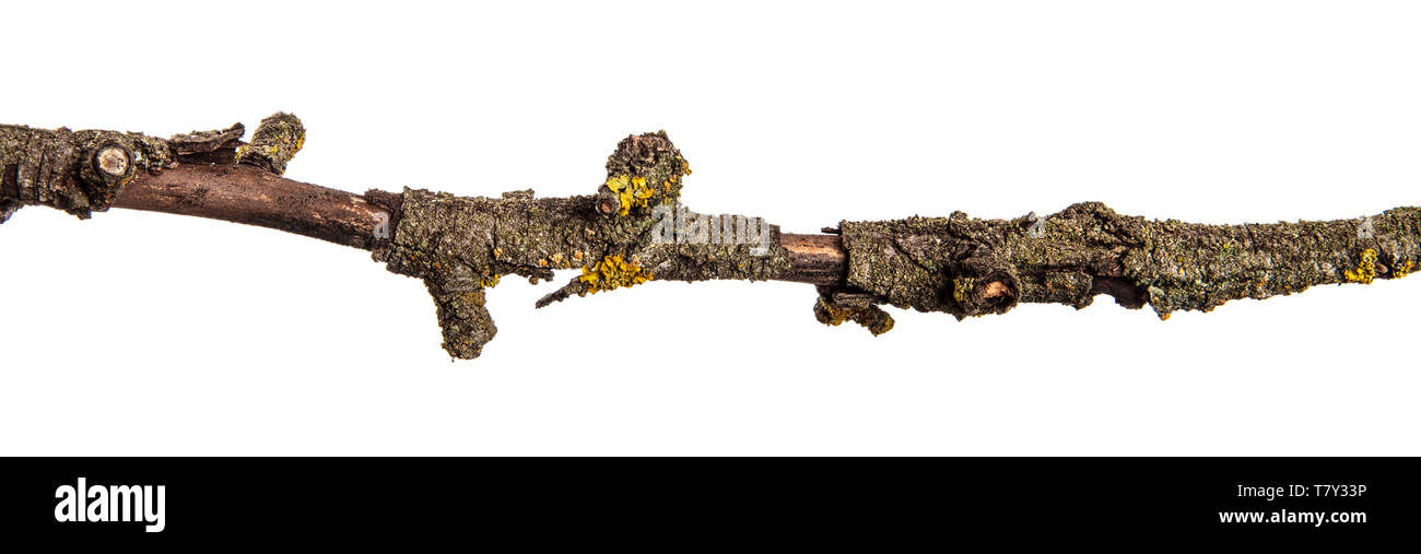 part of a dry branch of a dead pear tree. isolated on white Stock Photo ...
