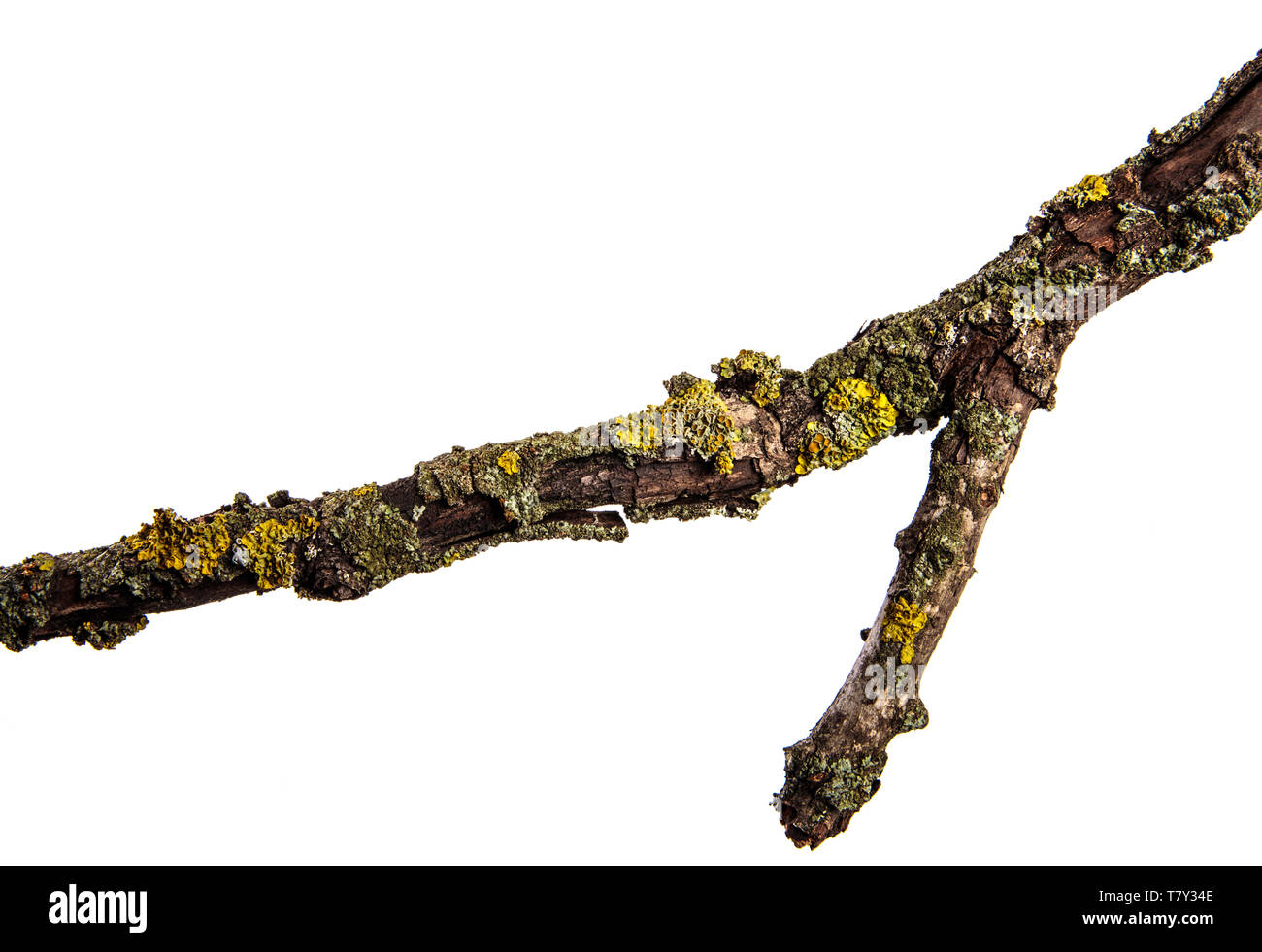 Fungus dead wood Cut Out Stock Images & Pictures - Alamy