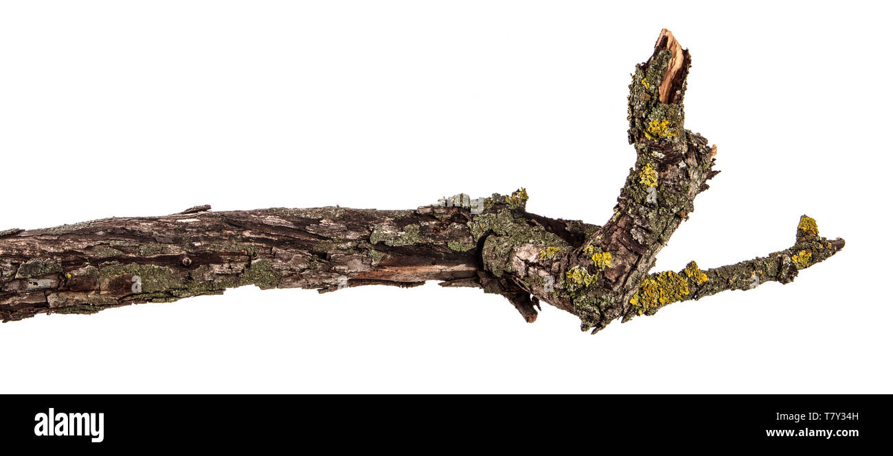 part of a dry branch of a dead pear tree. isolated on white Stock Photo ...