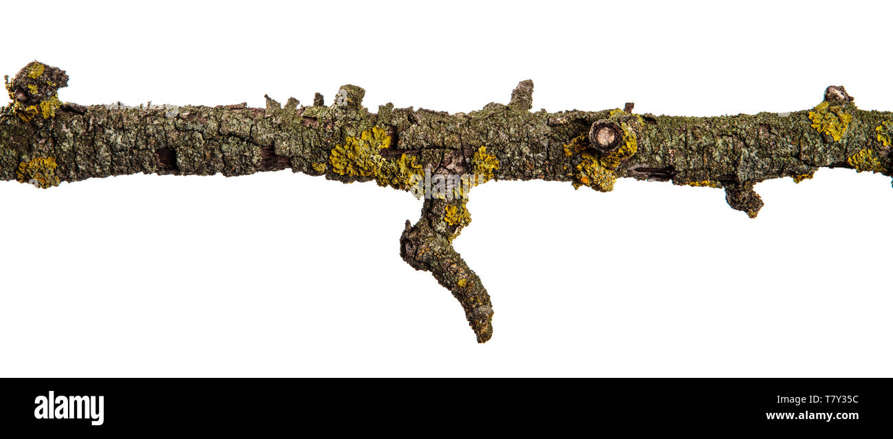 part of a dry branch of a dead pear tree. isolated on white Stock Photo ...