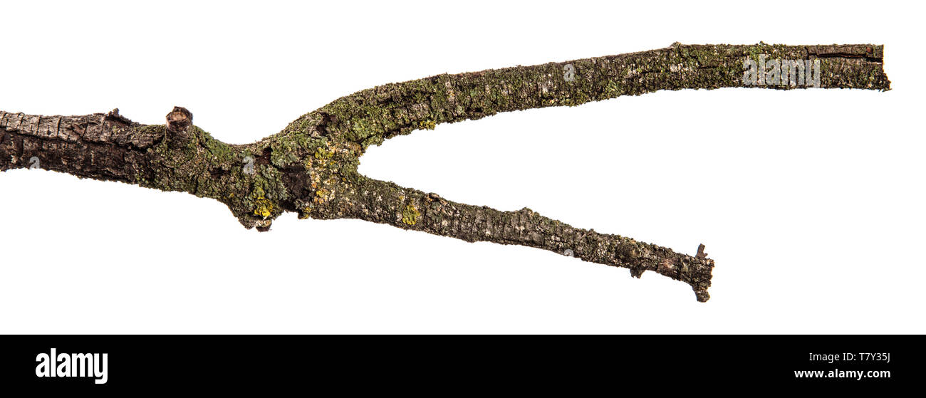 part of a dry branch of a dead pear tree. isolated on white Stock Photo ...