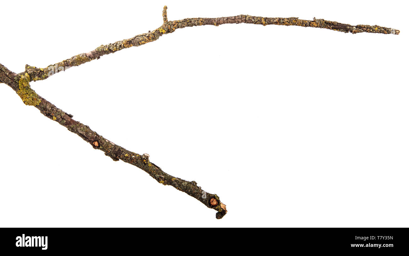 part of a dry branch of a dead pear tree. isolated on white Stock Photo ...