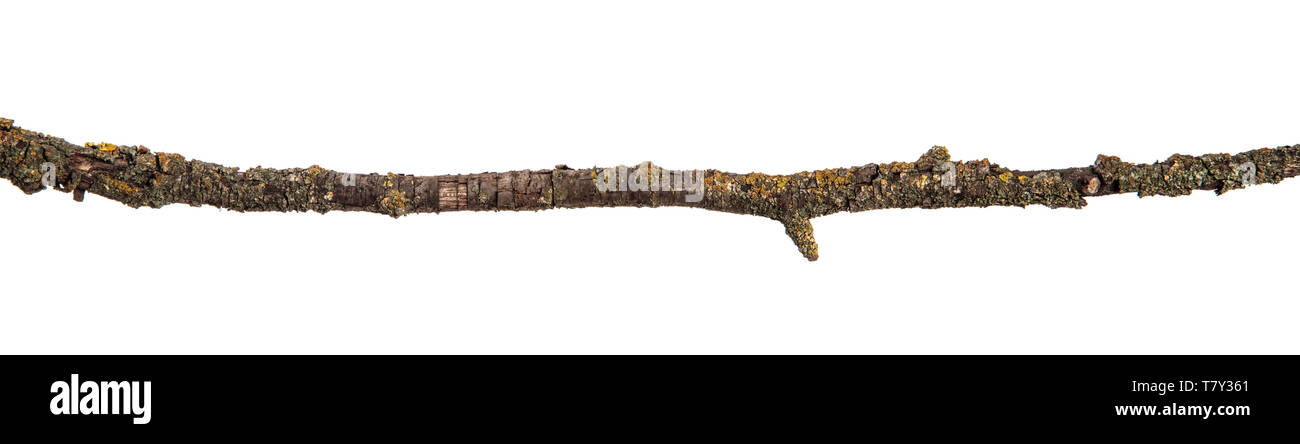 part of a dry branch of a dead pear tree. isolated on white Stock Photo ...