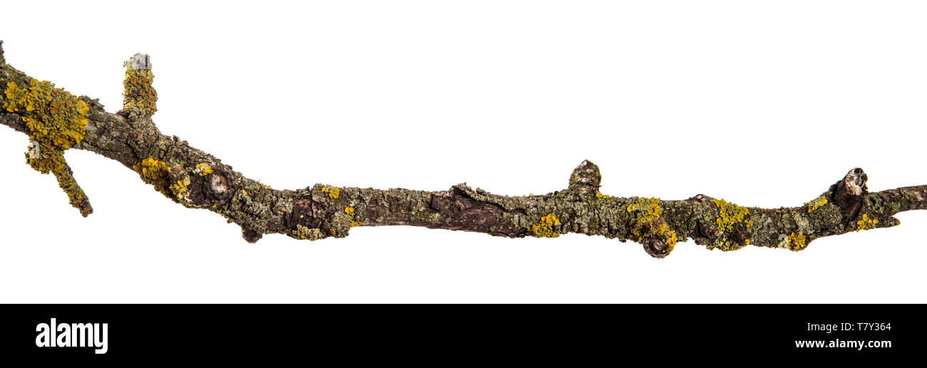part of a dry branch of a dead pear tree. isolated on white Stock Photo ...