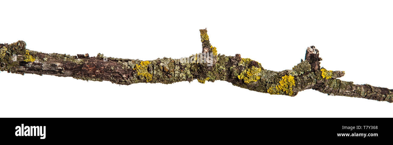 part of a dry branch of a dead pear tree. isolated on white Stock Photo ...