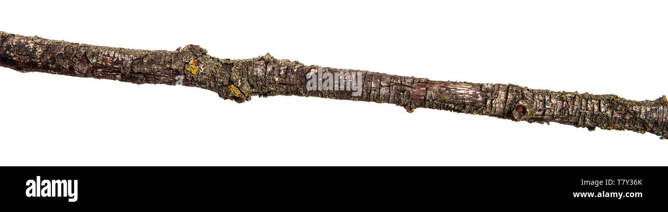 part of a dry branch of a dead pear tree. isolated on white Stock Photo ...