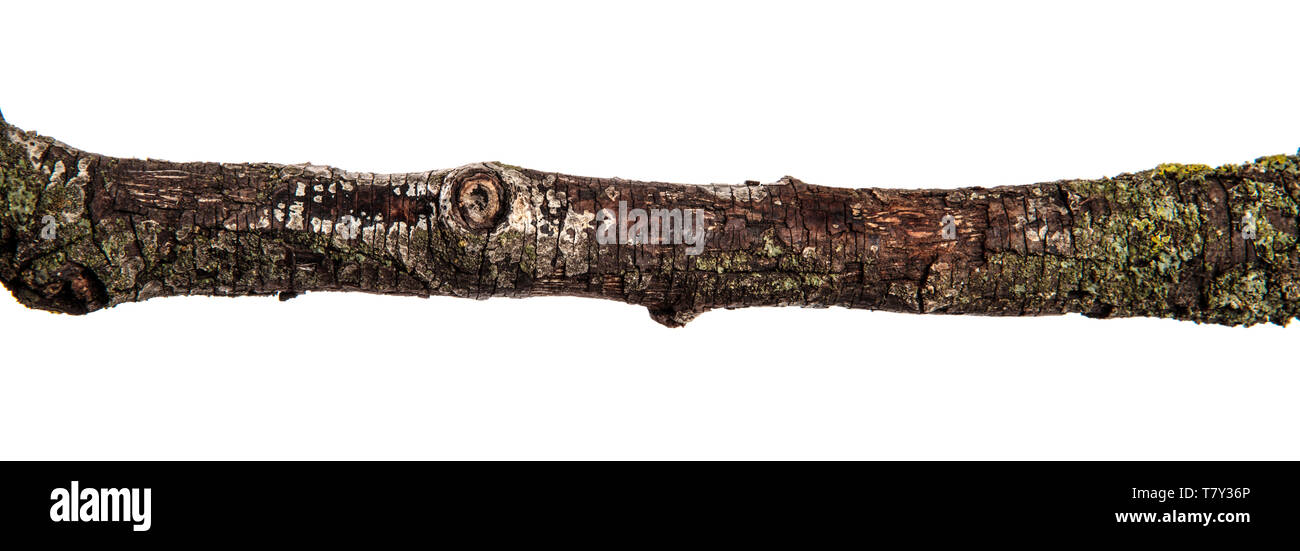 part of a dry branch of a dead pear tree. isolated on white Stock Photo ...
