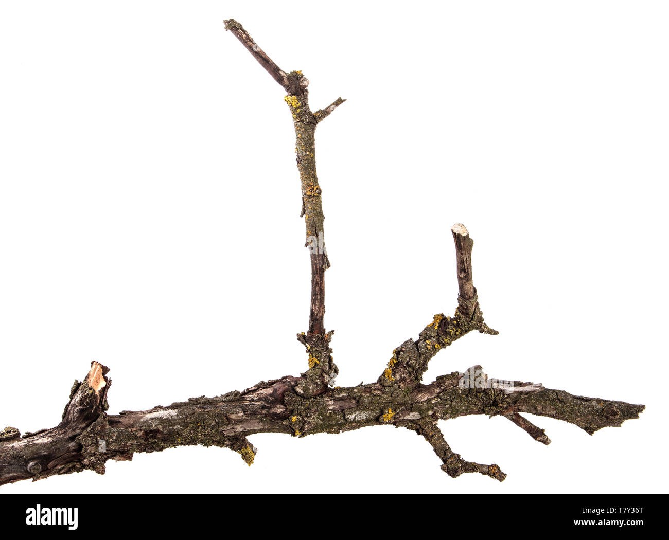 part of a dry branch of a dead pear tree. isolated on white Stock Photo ...