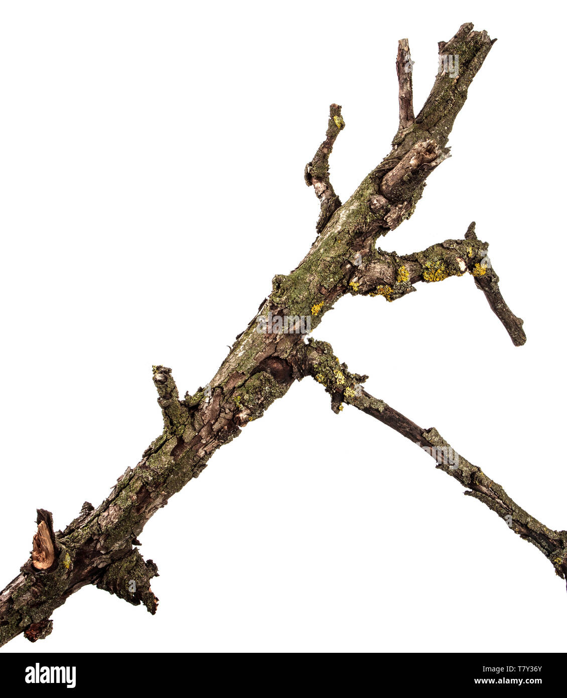 part of a dry branch of a dead pear tree. isolated on white Stock Photo ...