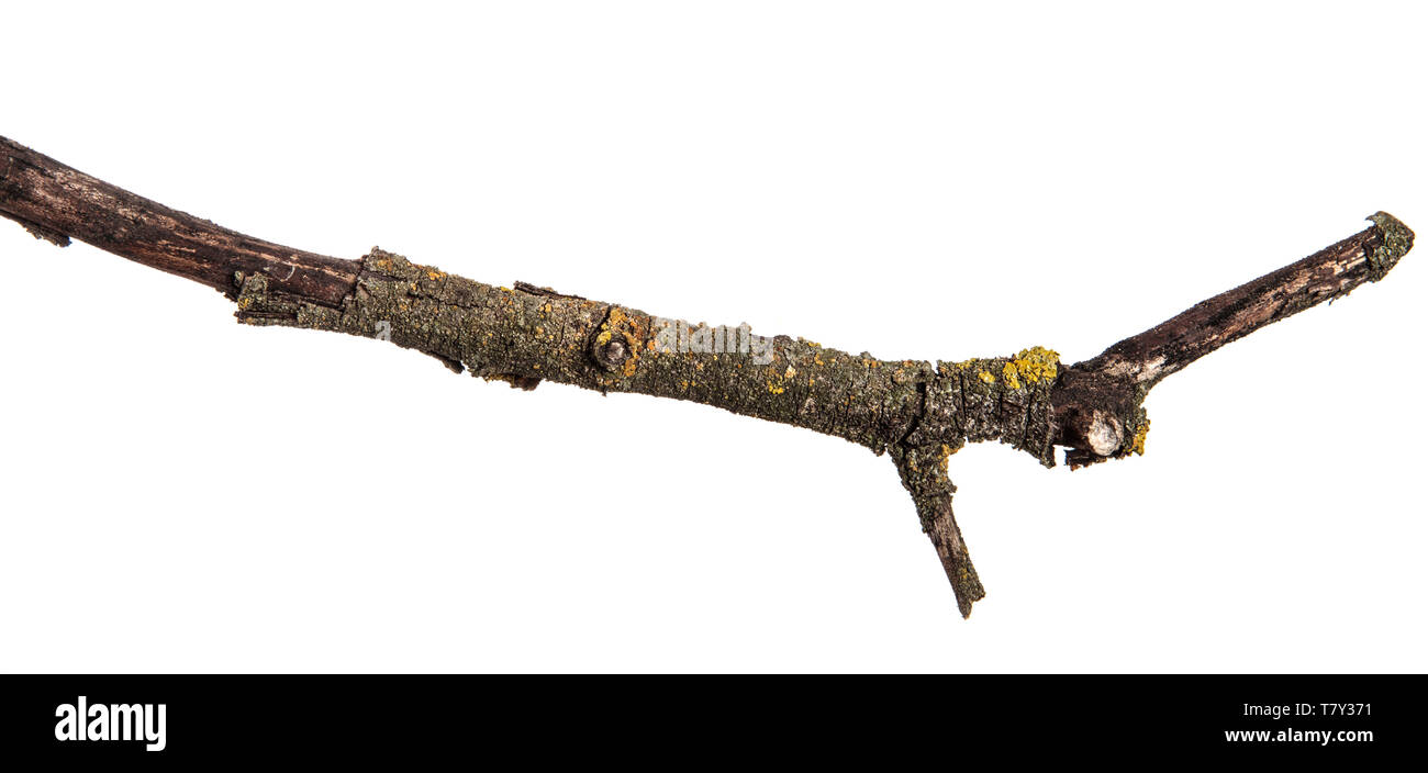 part of a dry branch of a dead pear tree. isolated on white Stock Photo ...