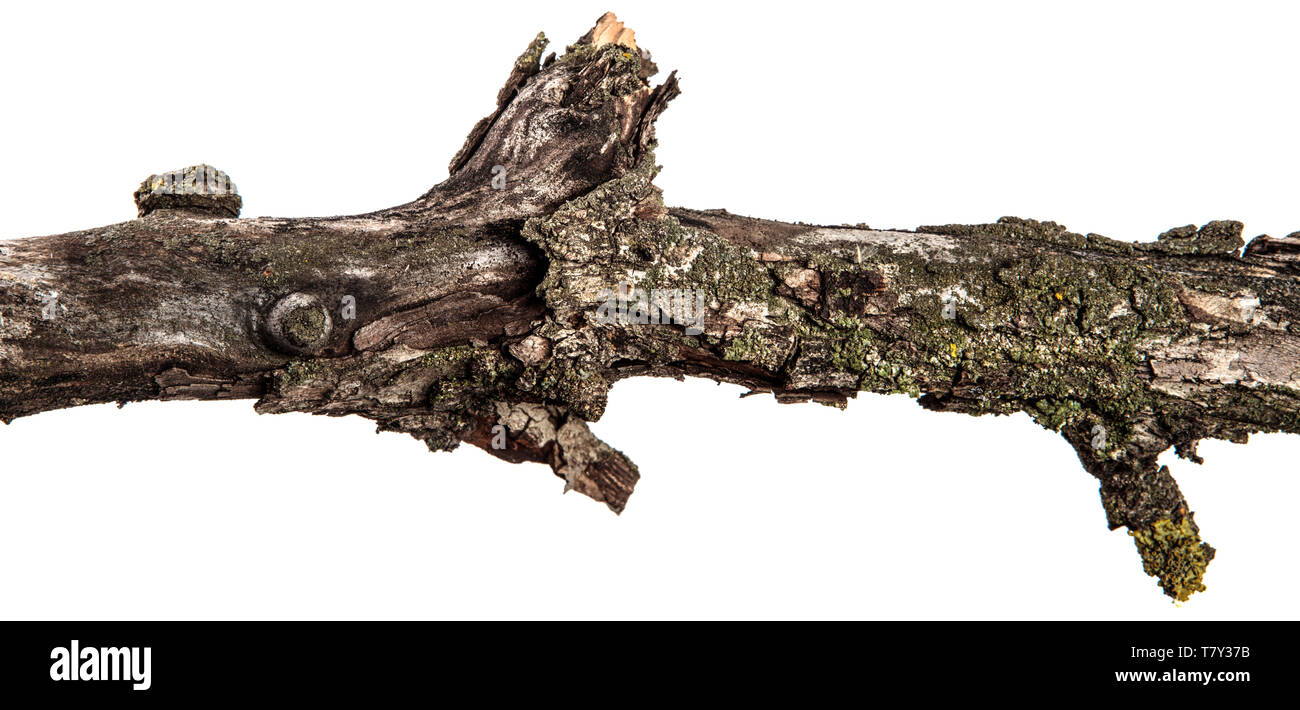 part of a dry branch of a dead pear tree. isolated on white Stock Photo ...