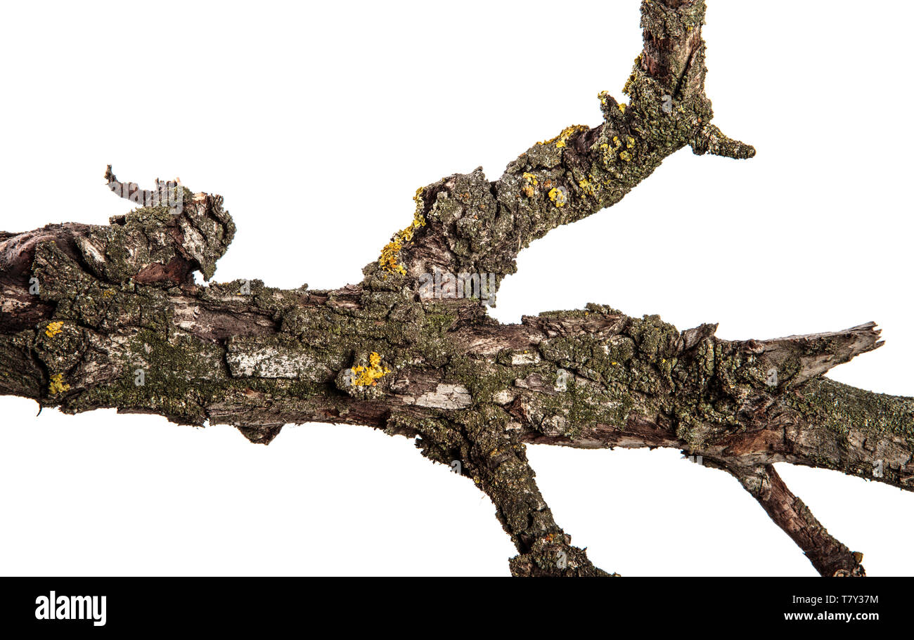 part of a dry branch of a dead pear tree. isolated on white Stock Photo ...