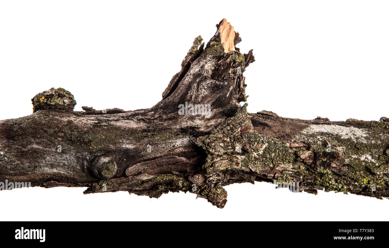 part of a dry branch of a dead pear tree. isolated on white Stock Photo ...