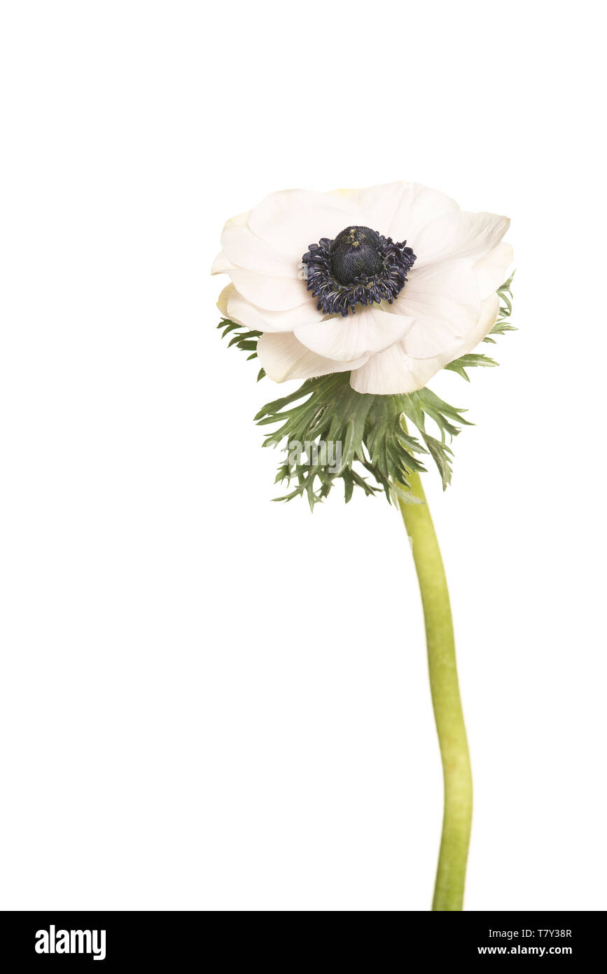 Single white anemone flower isolated on a white background Stock Photo ...