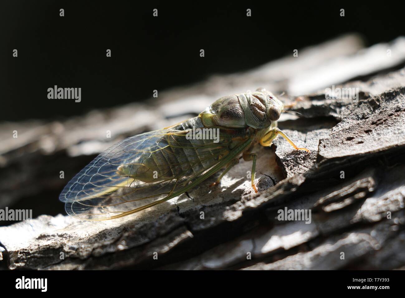 Cicada France High Resolution Stock Photography and Images - Alamy