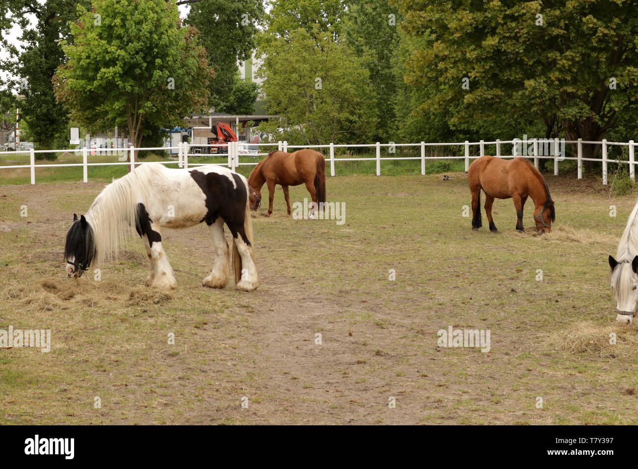Pony tug hi-res stock photography and images - Alamy